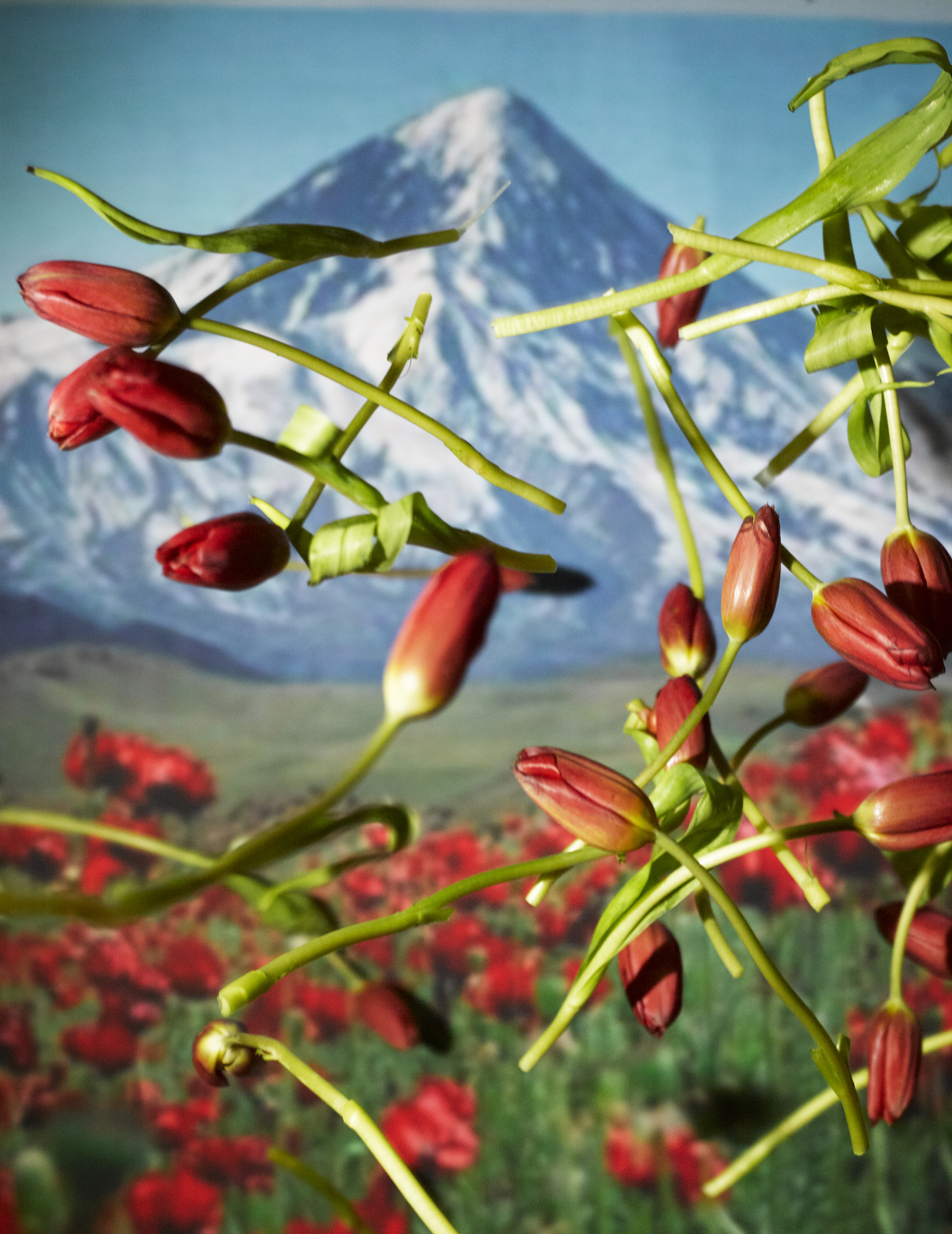 Sheida Soleimani’s first solo show at The International Center of ...