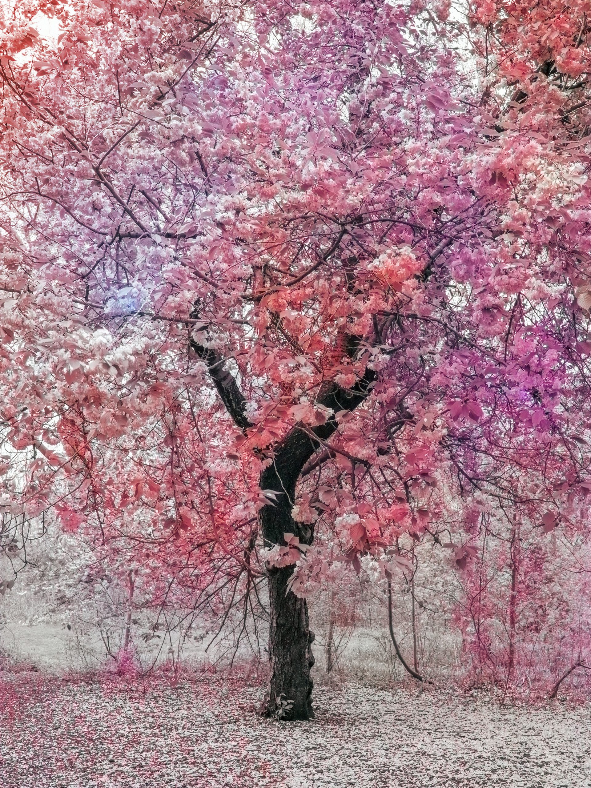 Trevor Paglen Bloom - FAD Magazine