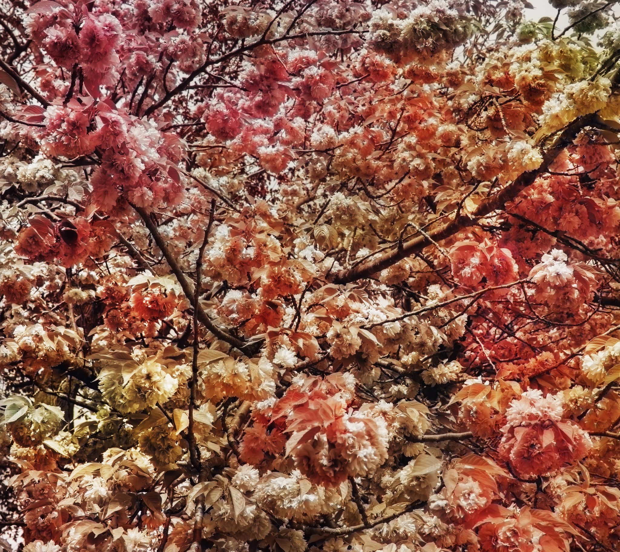 Trevor Paglen Bloom - FAD Magazine