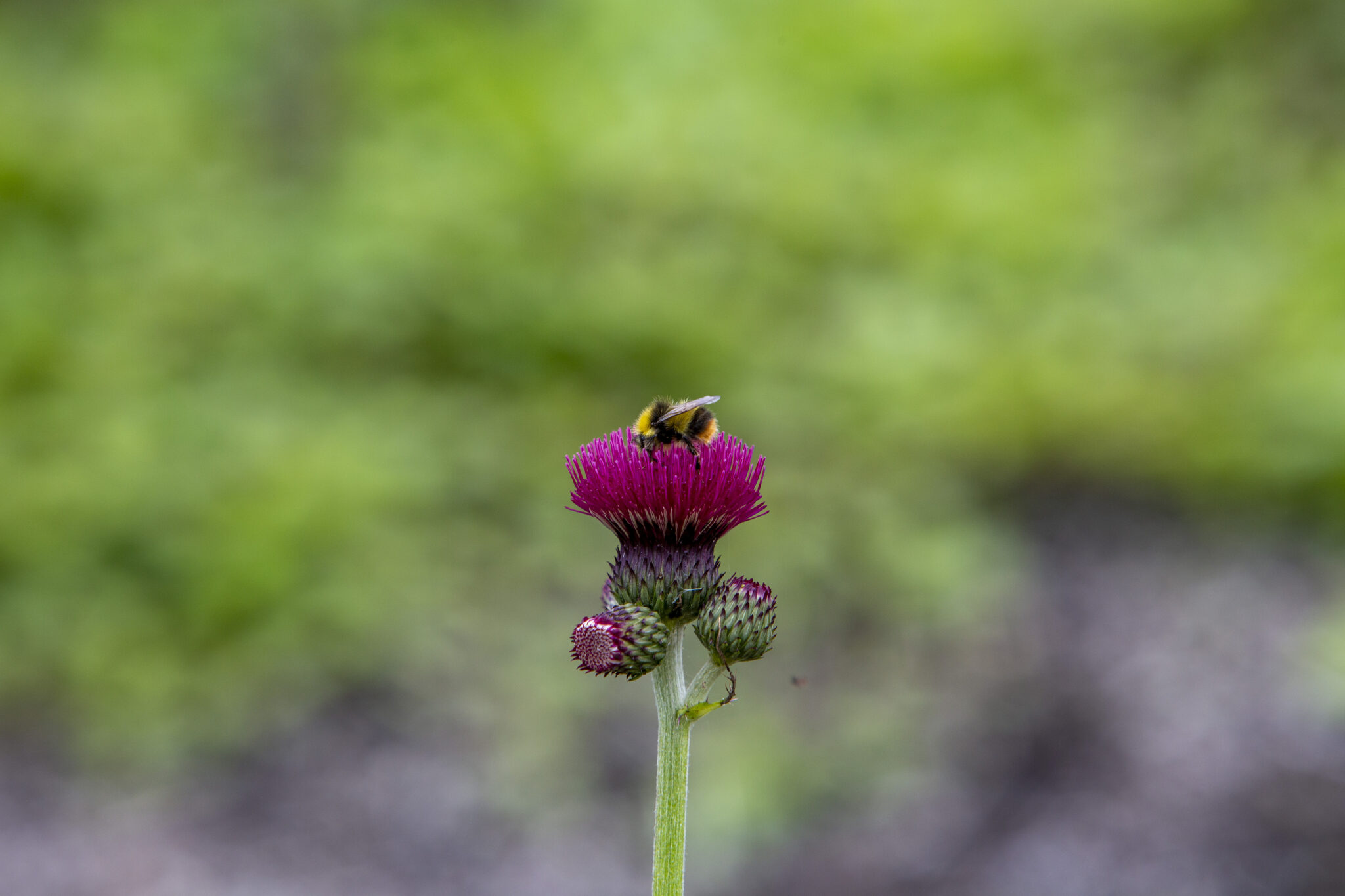 A-bee-visits-a-brook-thistle-at-Pollinator-Pathmaker-an-Eden-Project-Edition-Garden-by-Alexandra ...