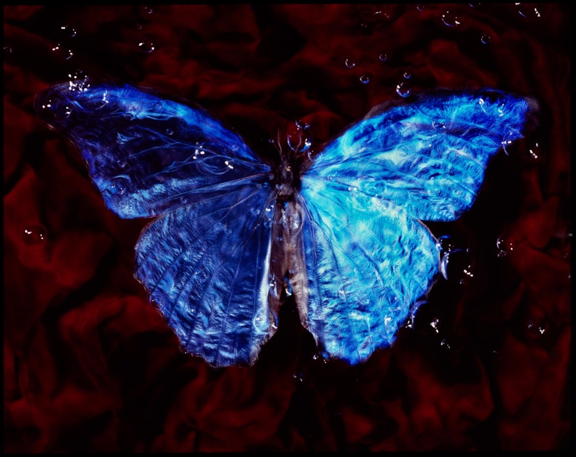 Paul’s Work of the Month – Morpho, Blood & Water – No. I by Alexander ...