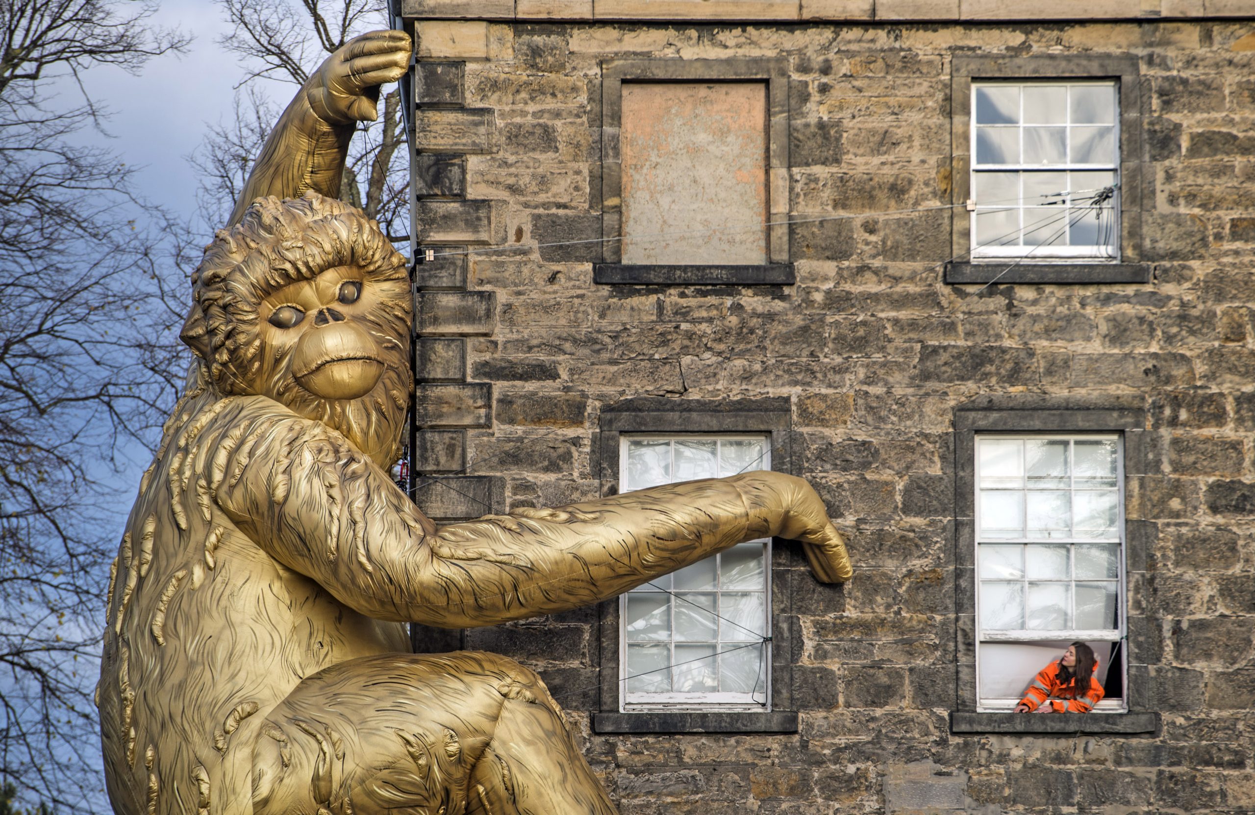 45ft tall giant golden monkey exhibited on the exterior of Inverleith ...