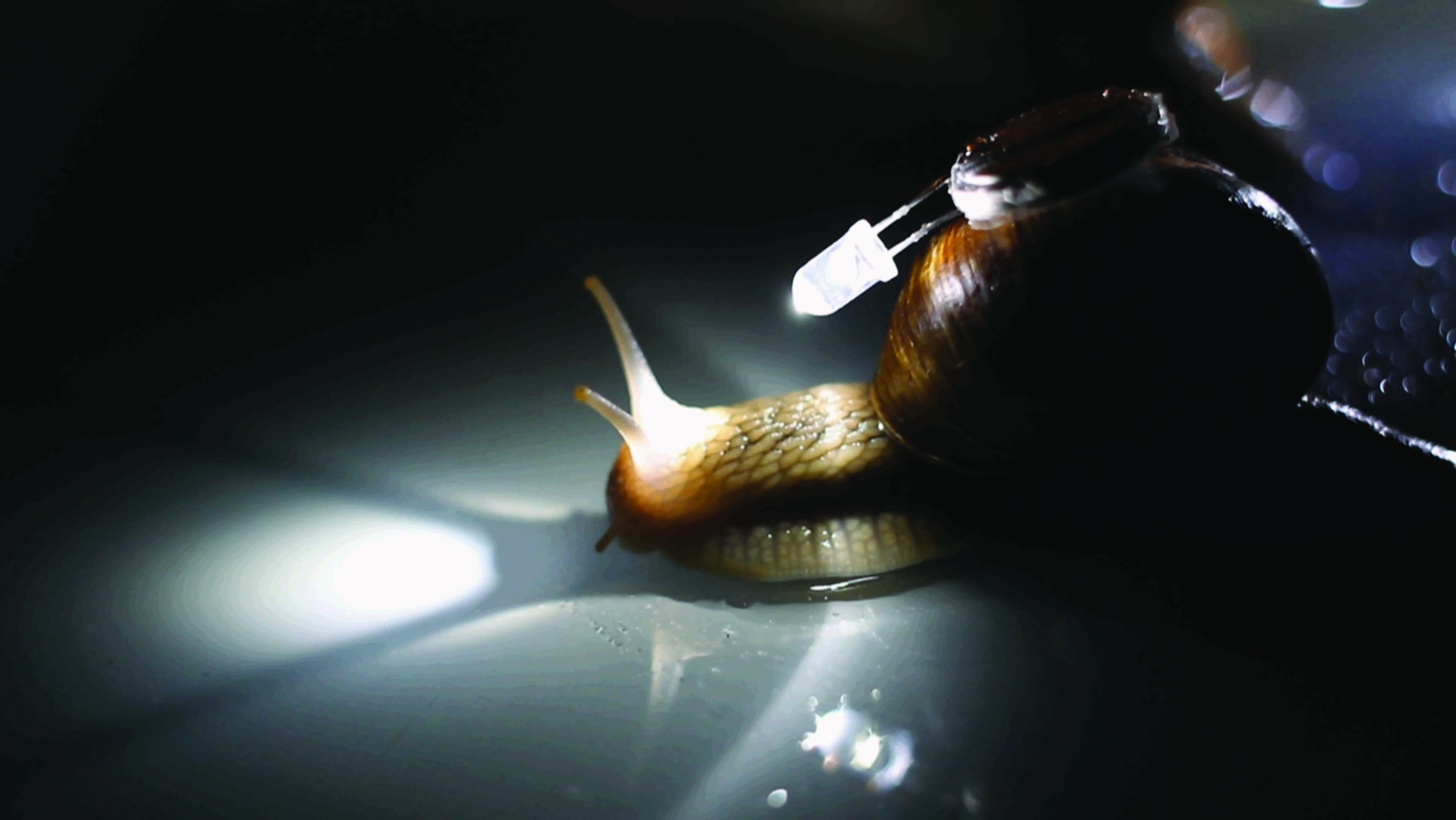 Robin Fox's Concert For Lasers, A Ballet Performed By Snails and A ...