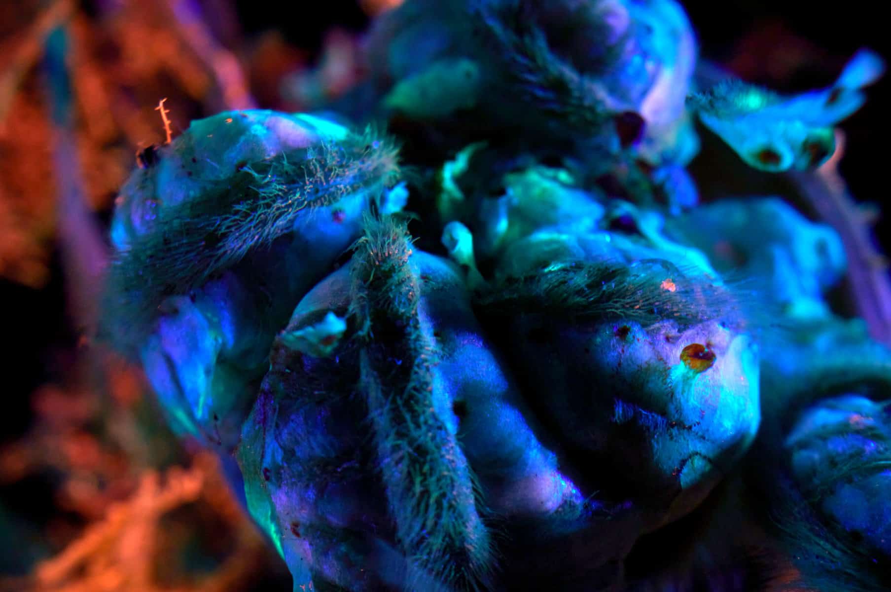 Award-winning artist Richard Mosse to unveil major new installation at ...