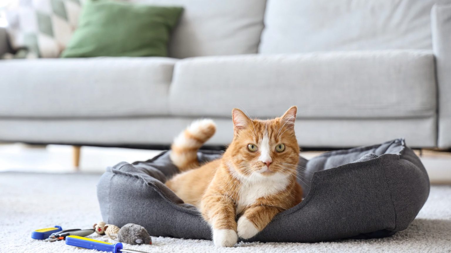 Hayley Servatius' Approach to Designing for Pet Owners - FAD Magazine