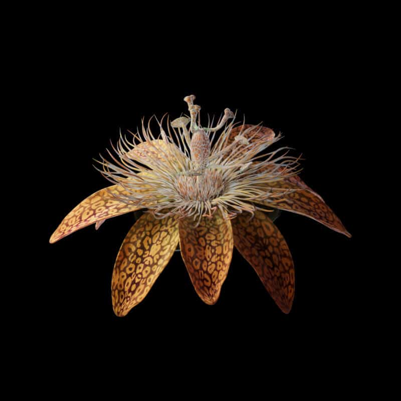 Mat Collishaw's Heterosis - a new series of digital artworks & an ...