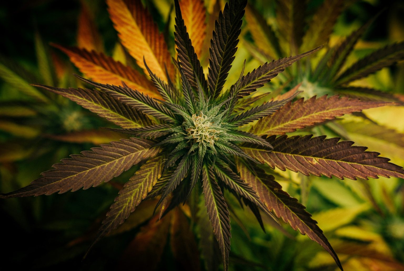Exploring the Intersection of Art and Cannabis Culture - FAD Magazine